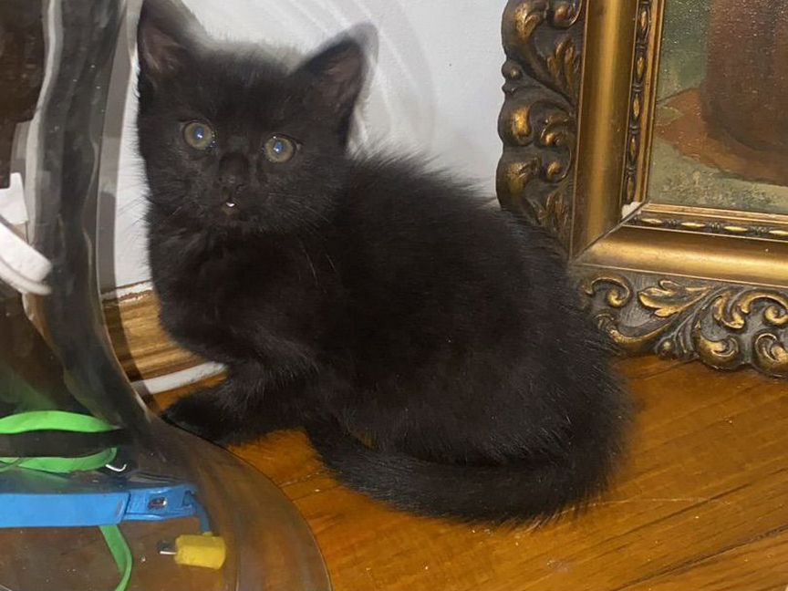 Ласковая черная малышка в поисках дома