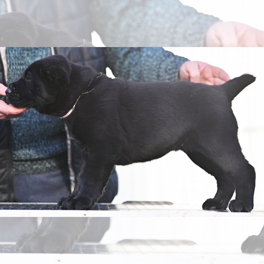 Среднеазиатская овчарка, щенок