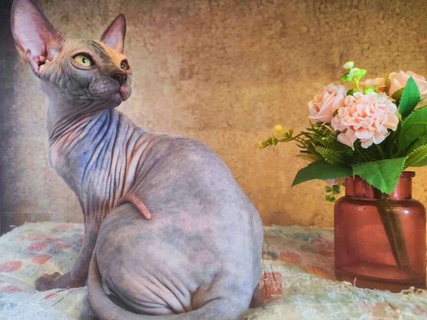 Консульский сфинкс девочка