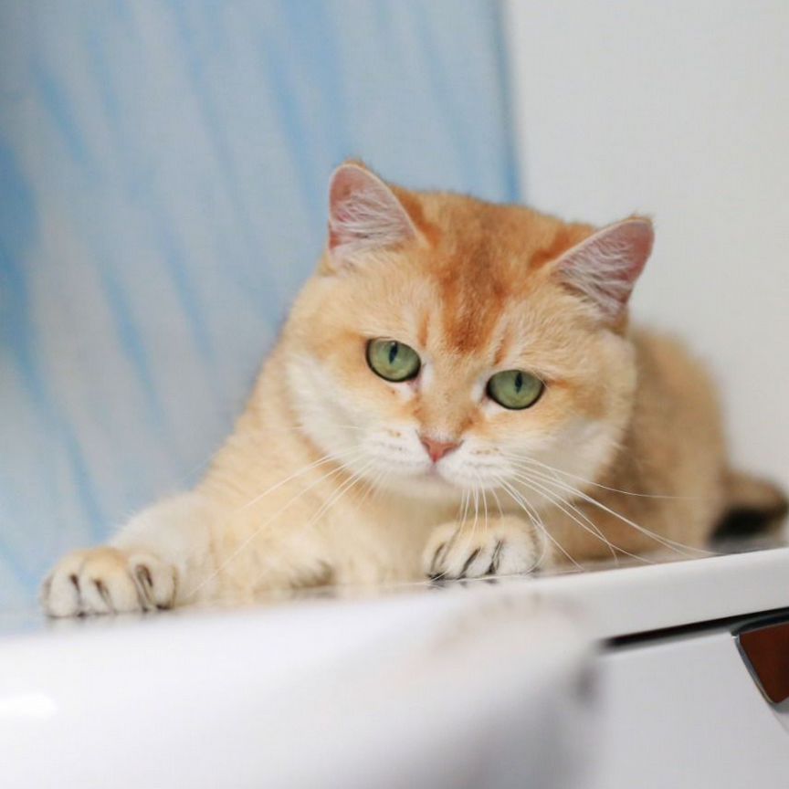 Британская короткошёрстная кошка, взрослая