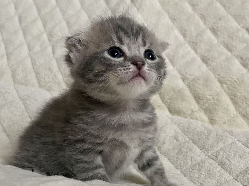Шотландские вислоухие котята