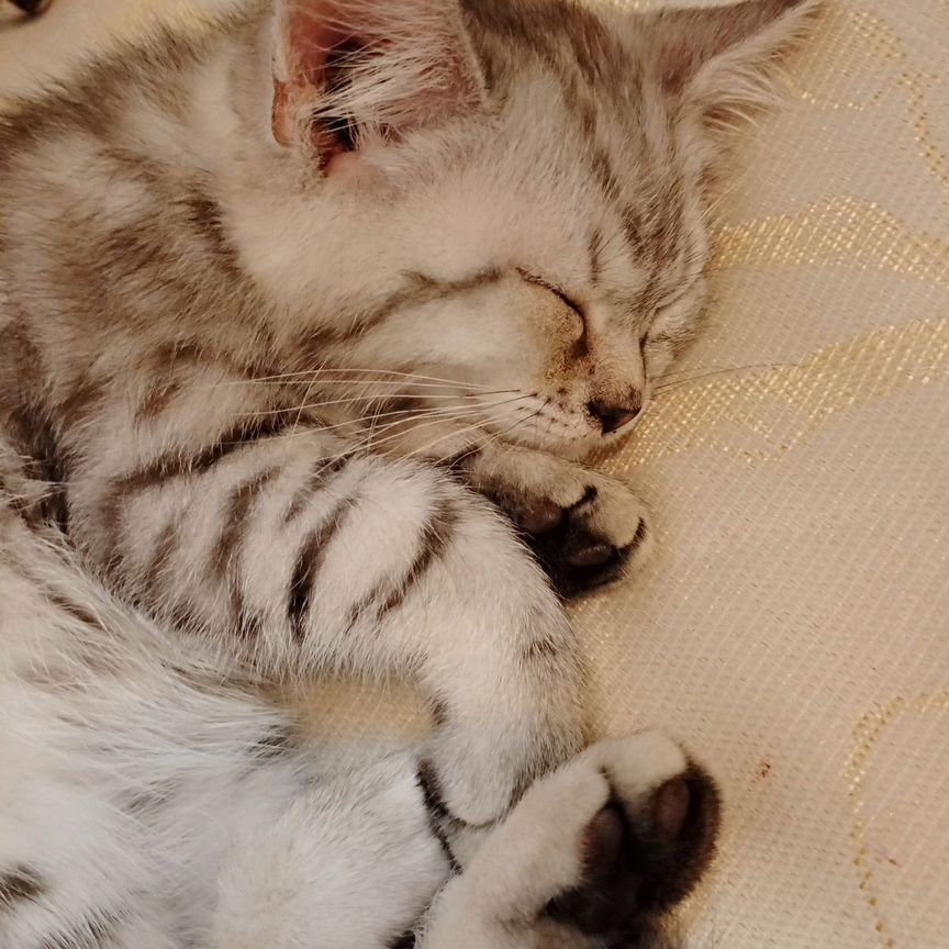 Британский короткошёрстный котёнок