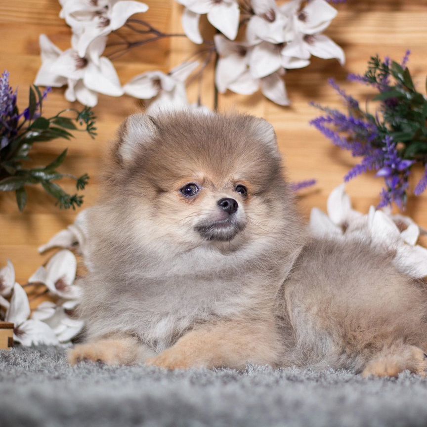 Шпиц крем соболь