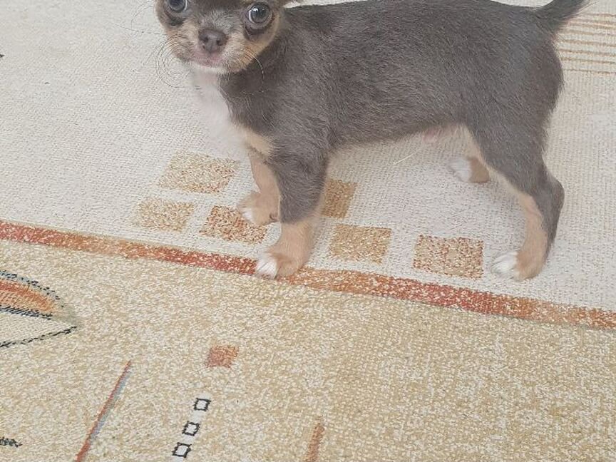 Щенки чихуахуа