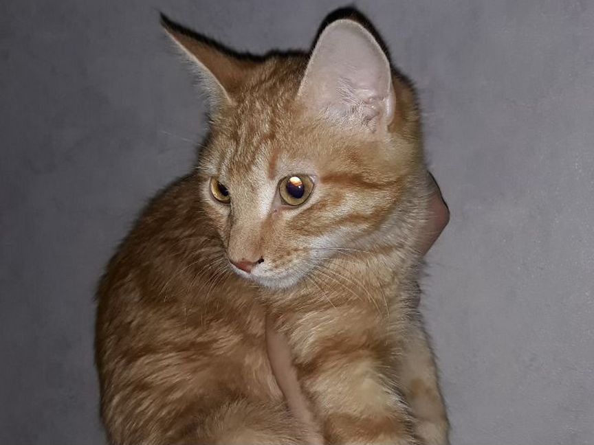Рыжий котик 6 месяцев мальчик