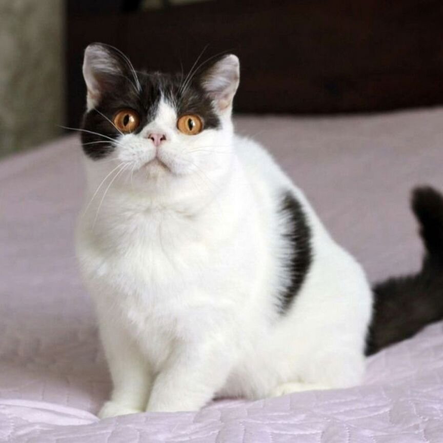 Британская кошка Ева