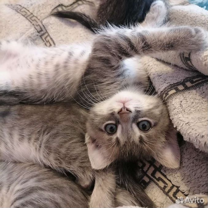 Кошки шотландцы