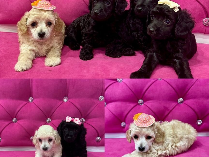 Малыши щенки той-пуделя