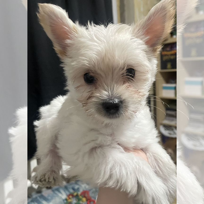 Йоркширский терьер, щенок