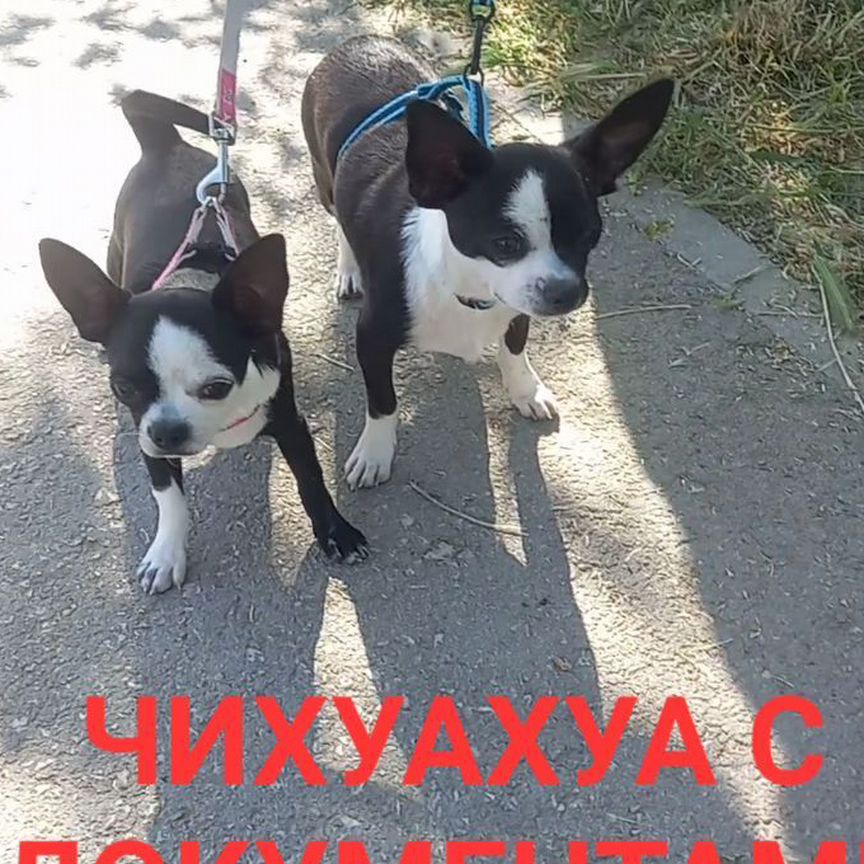 Щенки чихуахуа
