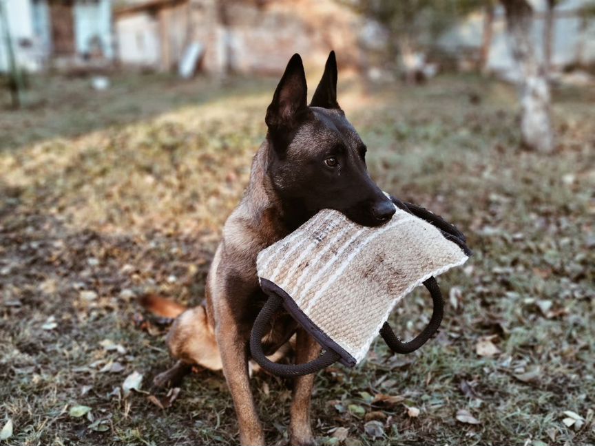 Бельгийская овчарка, малинуа, вязка