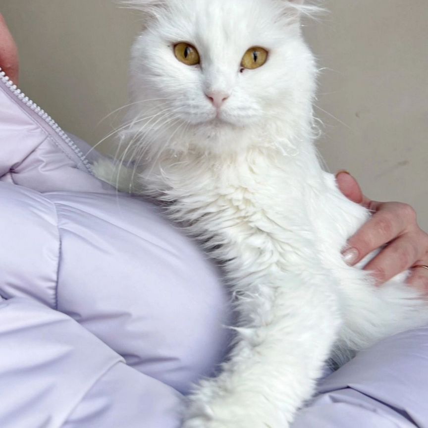 Очень ласковая белая кошечка 1,5 года