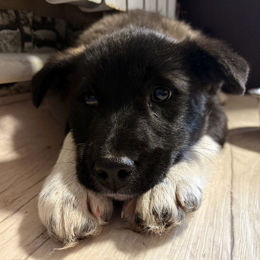 Помесь овчарки и лайки