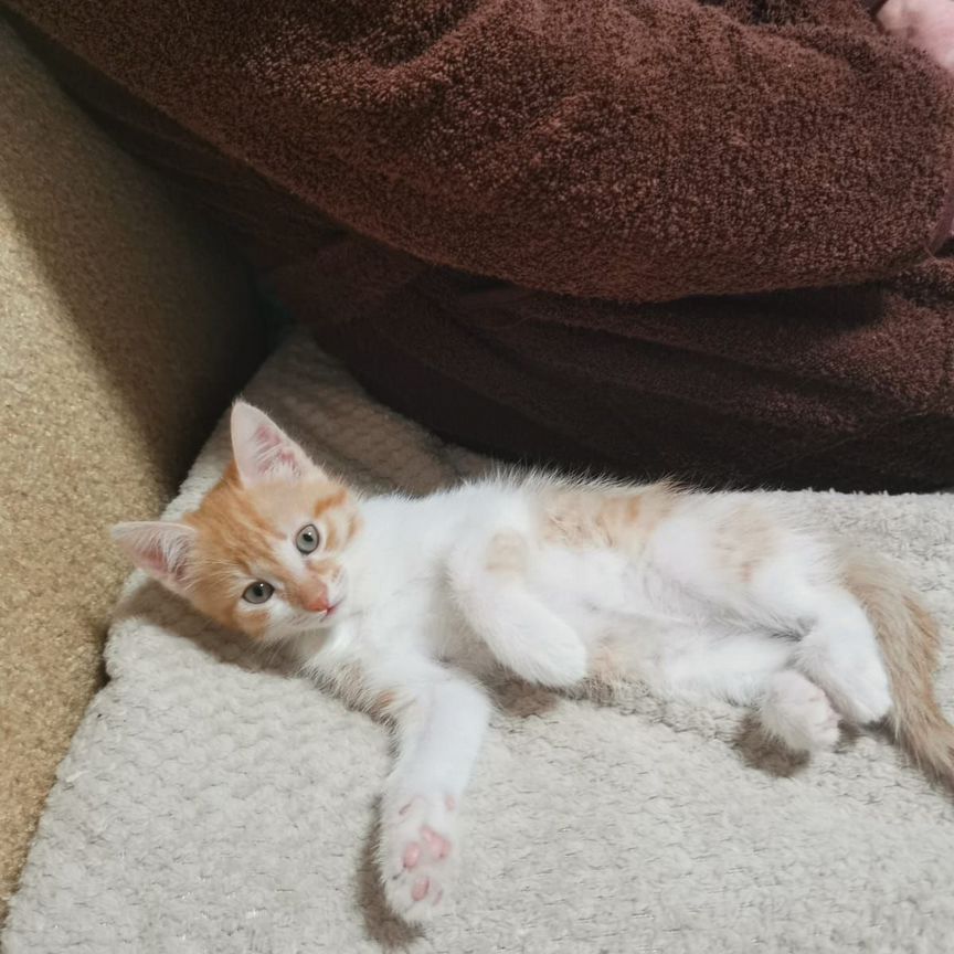 Рыжий котик