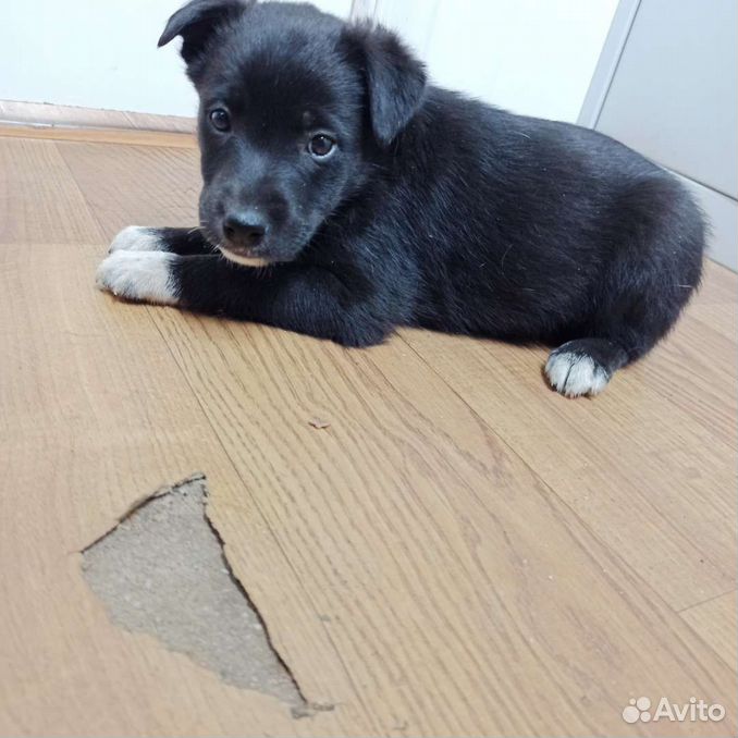 Отдам щенка пацана в добрые, ответственные руки