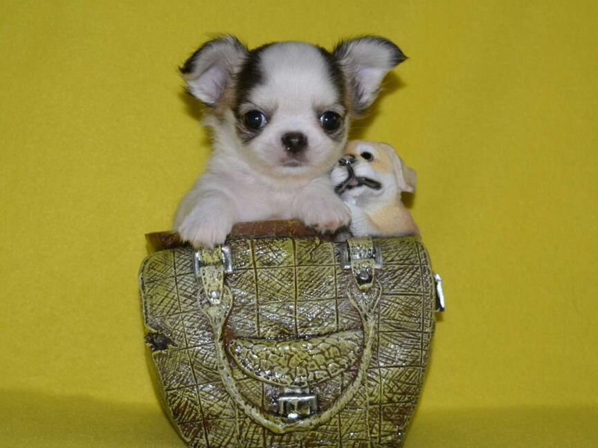 Чудо природы