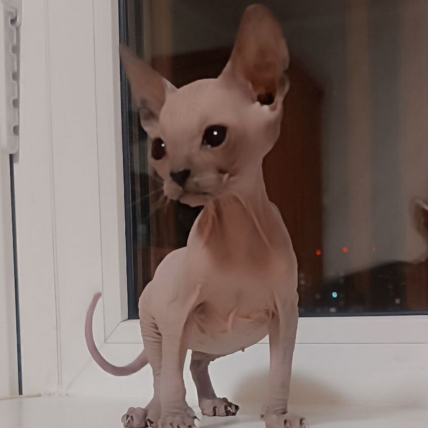 Котенок Донского свинкса
