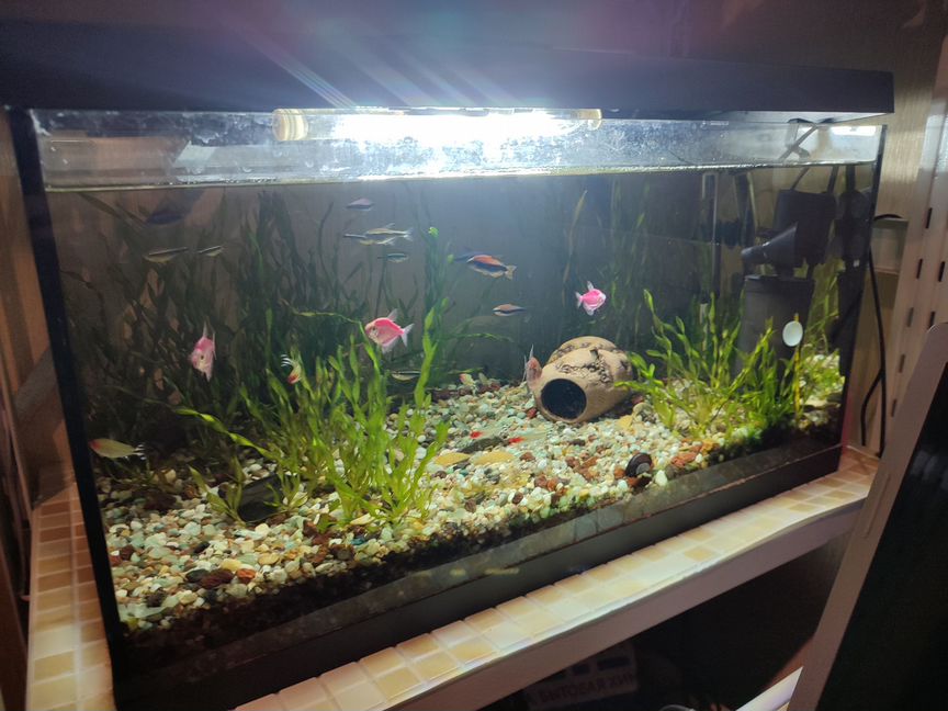 Аквариум aquael 54 л с рыбками