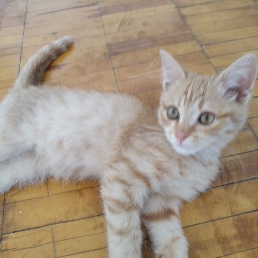 Котенок в добрые руки