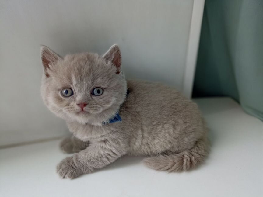 Котик британский фавн