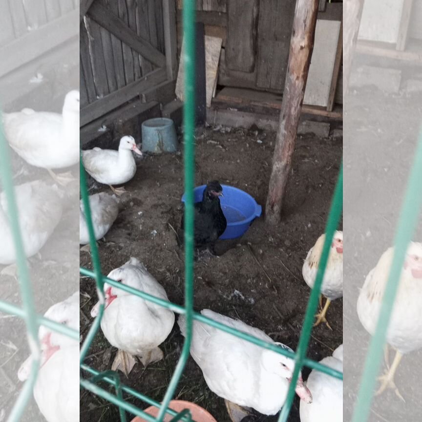 Индоутка мускусная утка