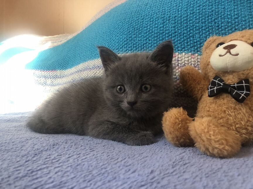 Котенок девочка 1,5 мес