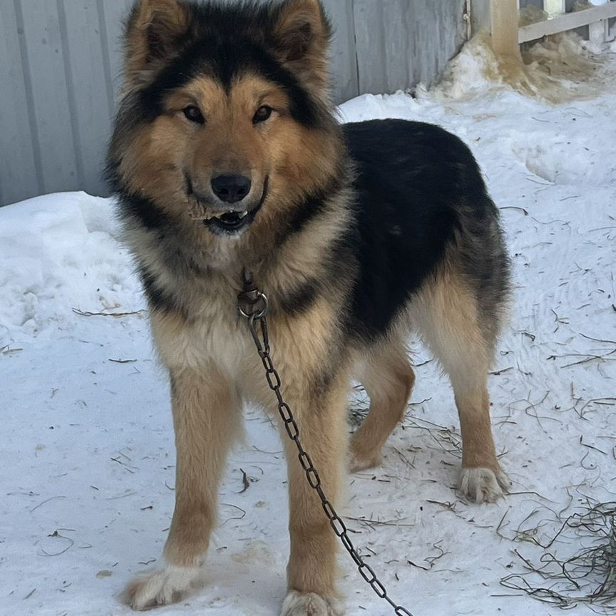 Аляскинский маламут