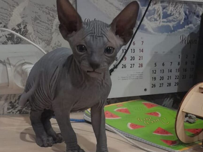 Канадский сфинкс котенок