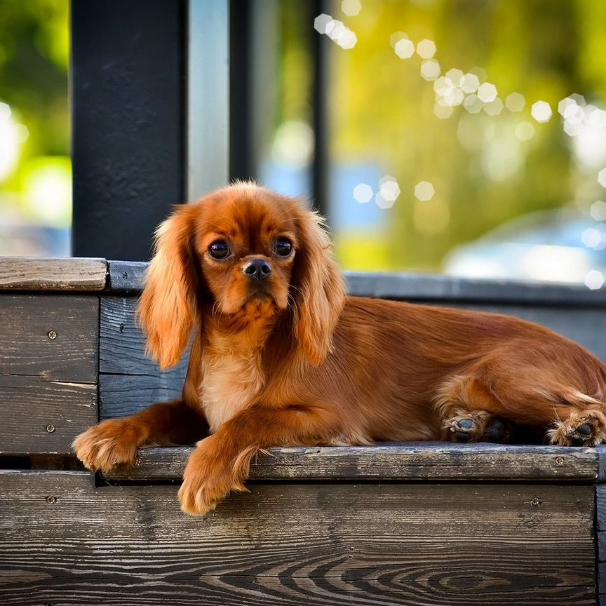 Кавалер кинг чарльз спаниель щенок девочка