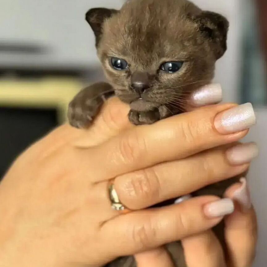 Европейский бурманский котёнок