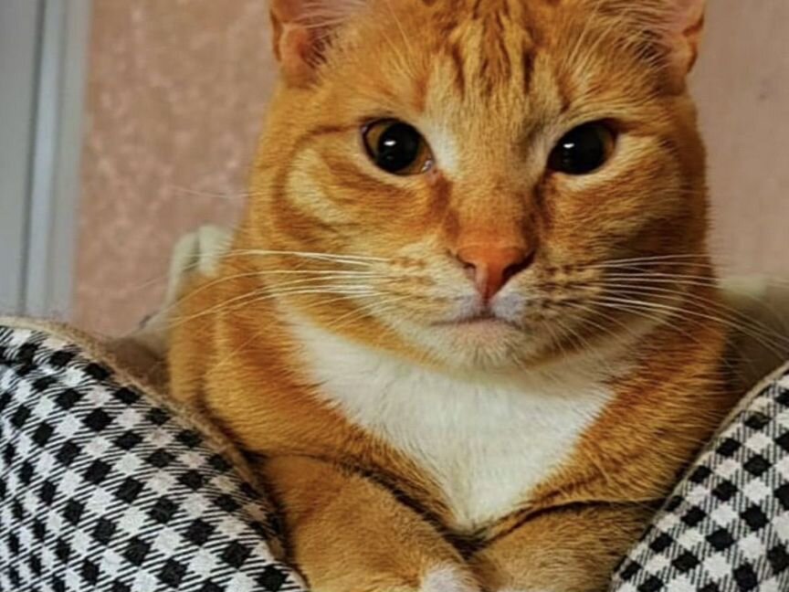 Очаровательная кошечка Машуня в поисках дома