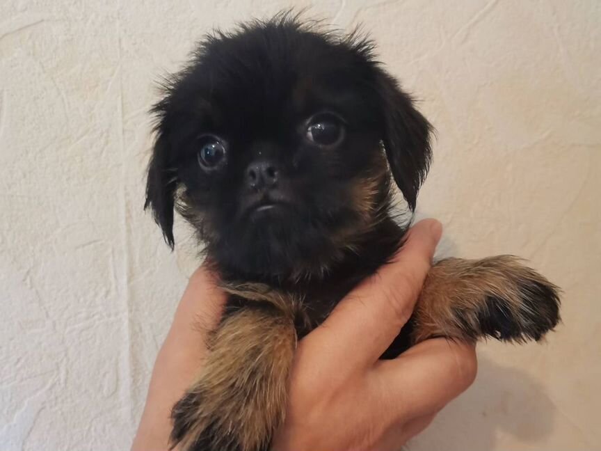 Пти- брабансон, бельгийский гриффон