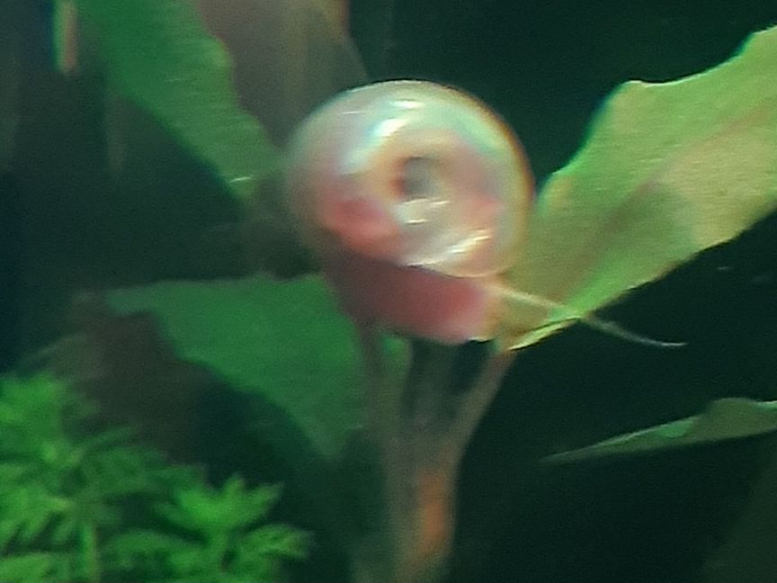 Улитка катушка Розовый Перламутр