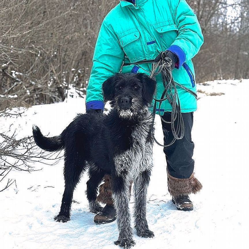 Собака в добрые руки