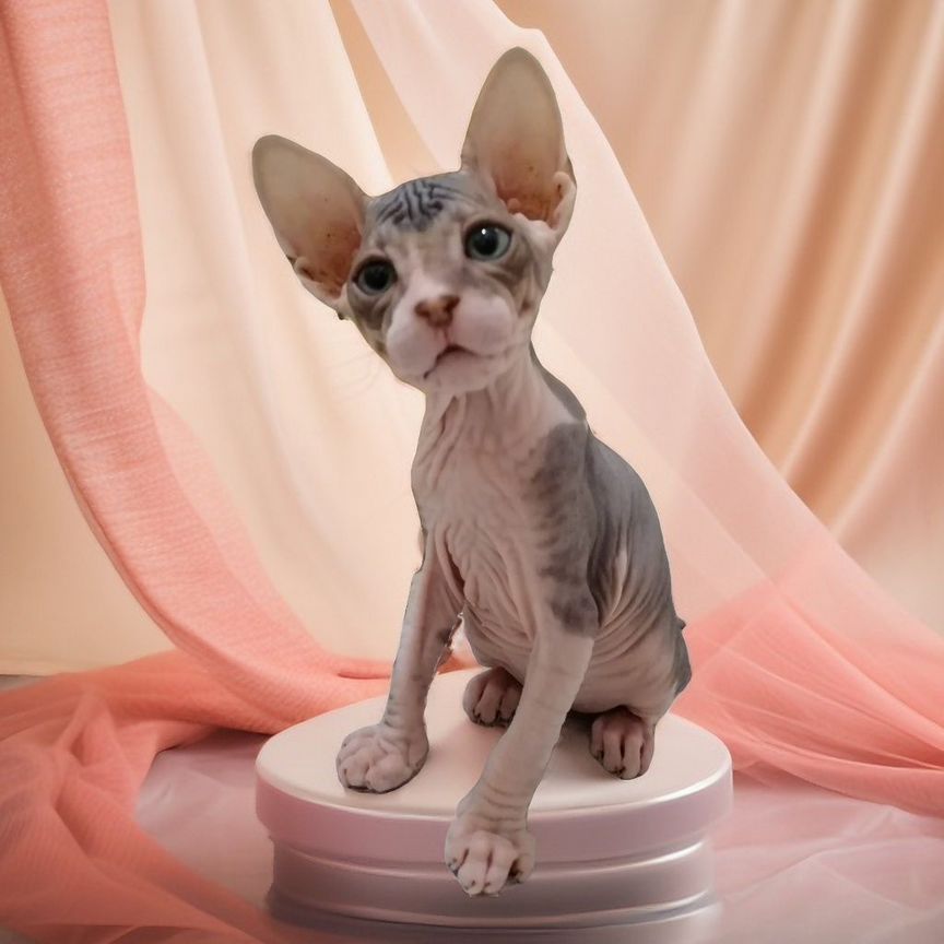 Донской сфинкс котята