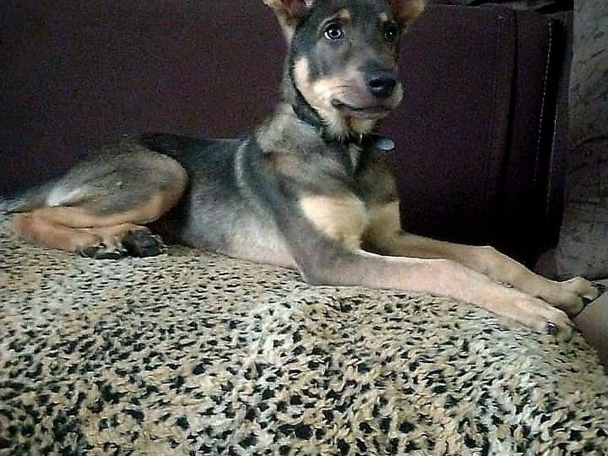 Щенок Макс в добрые руки