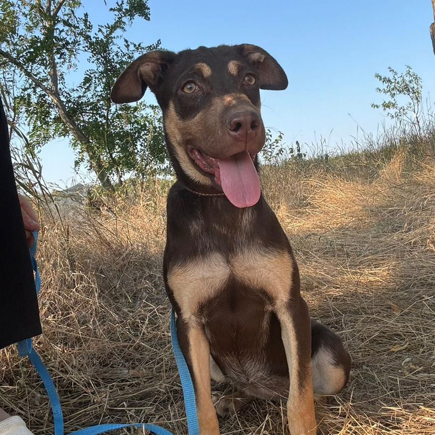 Щенок в добрые руки