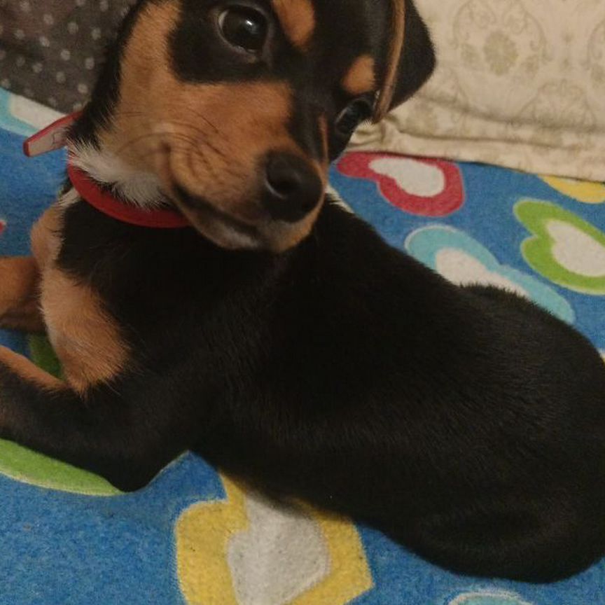 Джек рассел