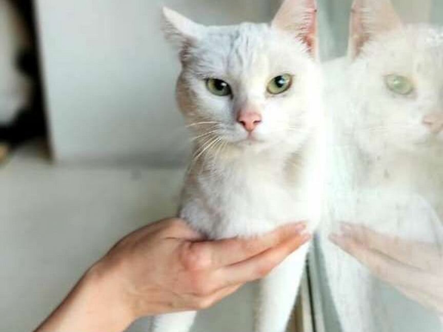 Белой кошке нужны обнимашки