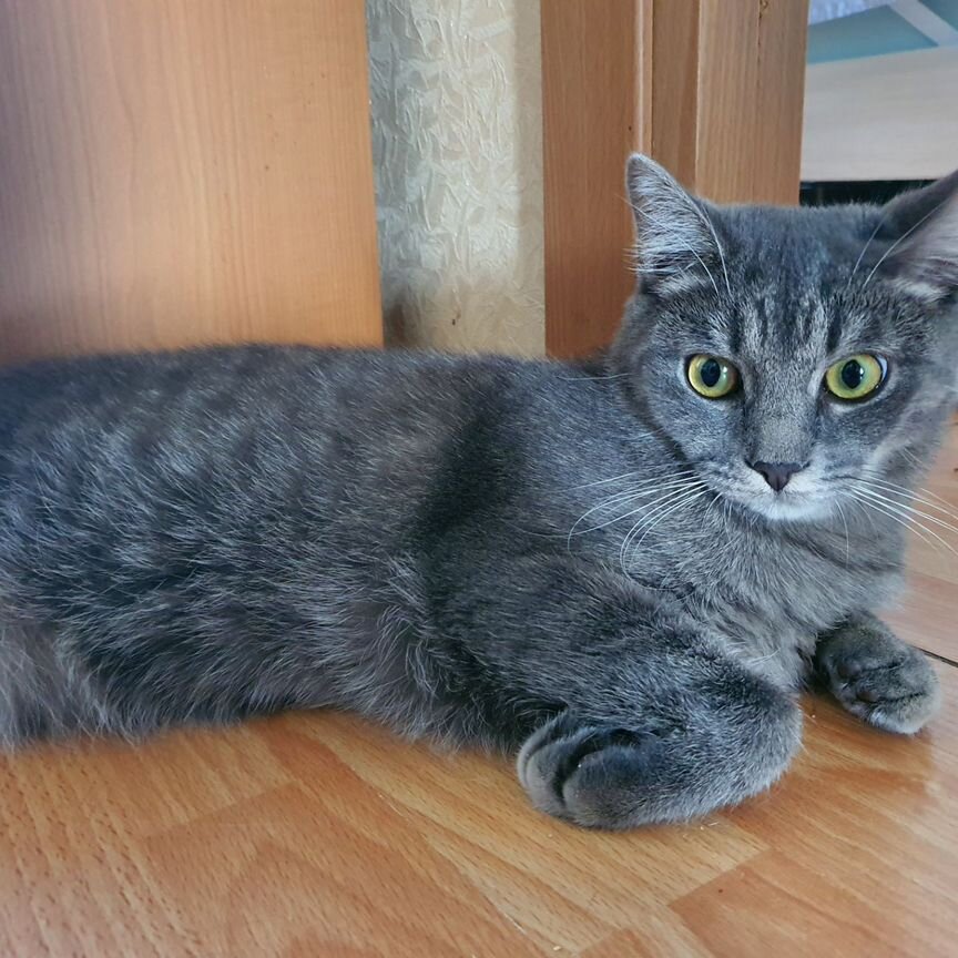 Котик 1 год в хорошие руки