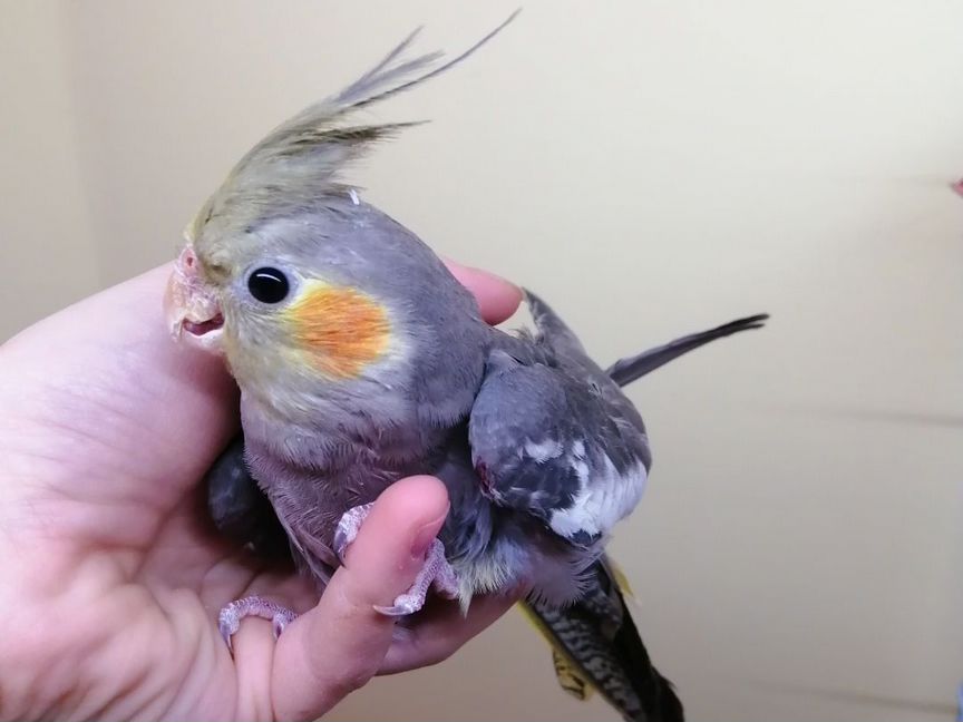 Попугай корелла птенцы 3 мес