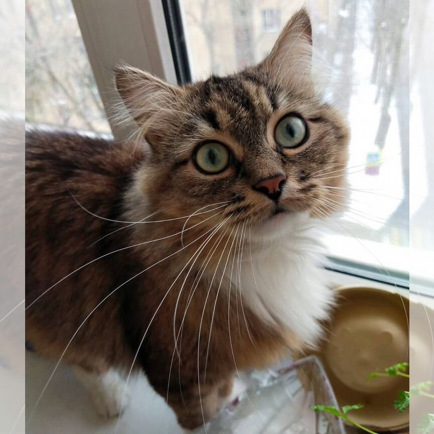 Курильский бобтейл отдается в добрые руки