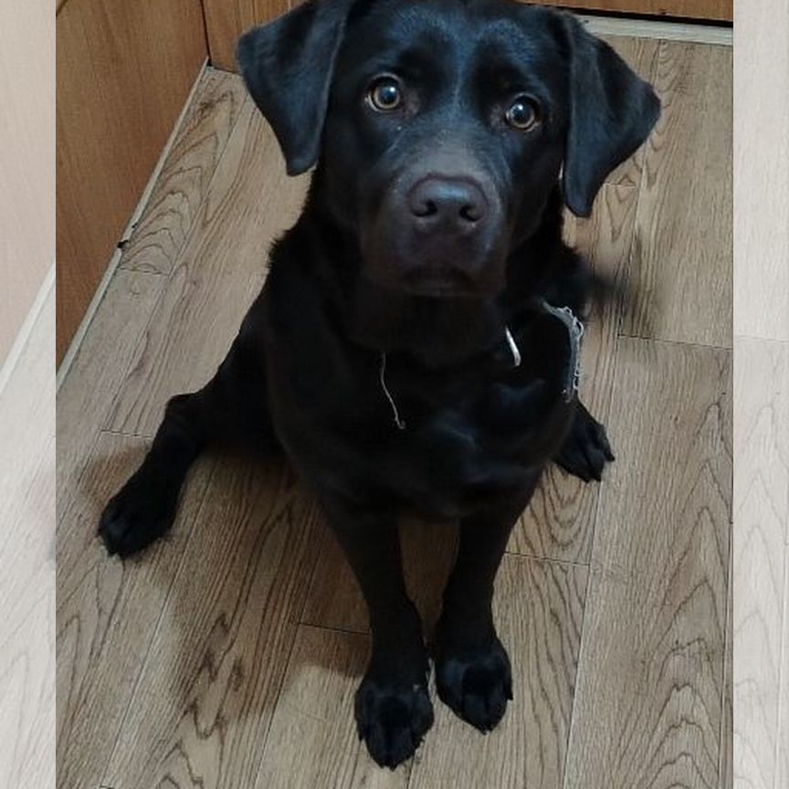 Лабрадор-ретривер, взрослая собака