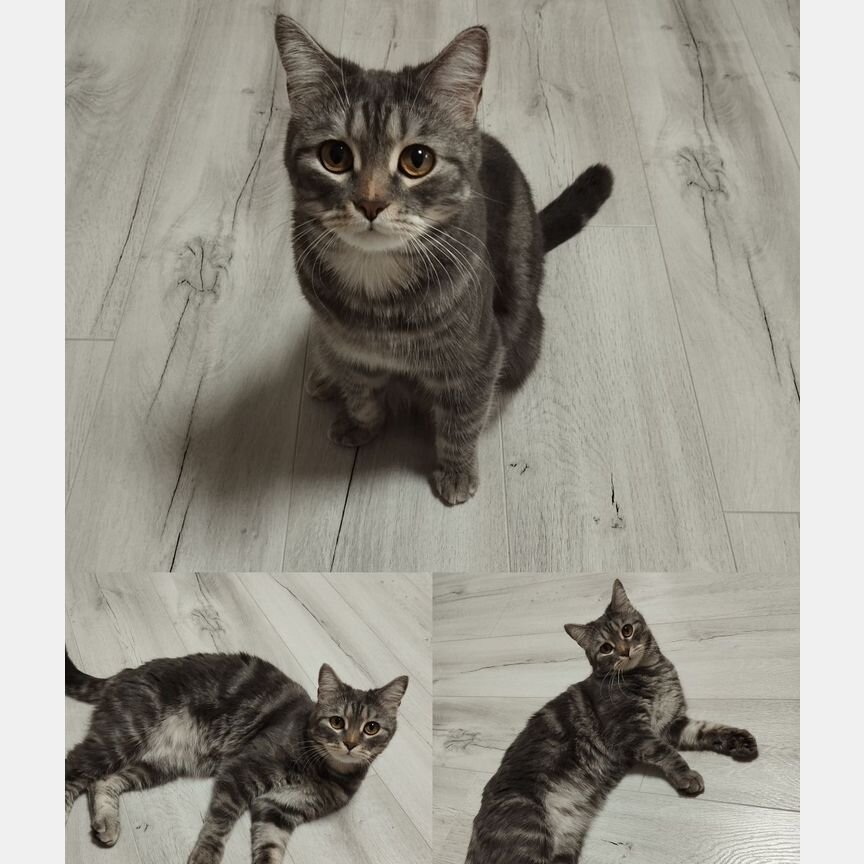 Кот домашний