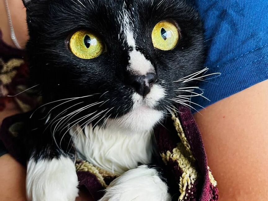 Кошка 9 месяцев