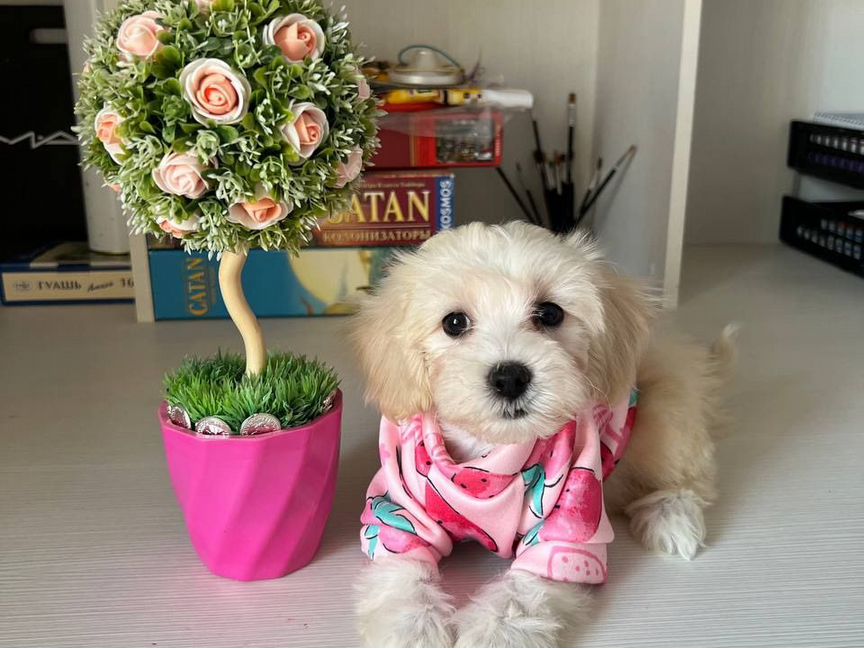 Мальтипу Ф1 девочка