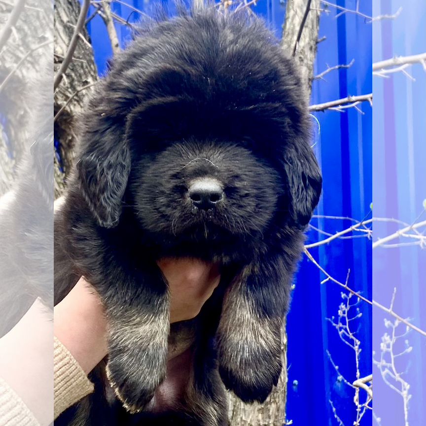 Тибетский мастиф, щенок