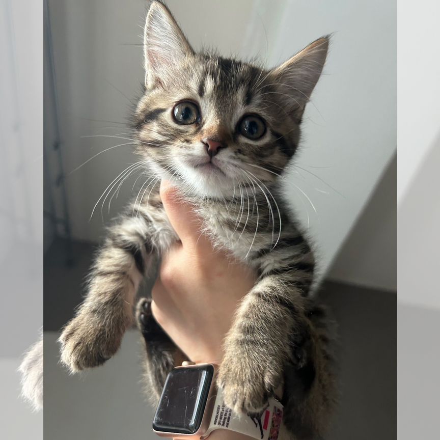 Котёнок в добрые руки