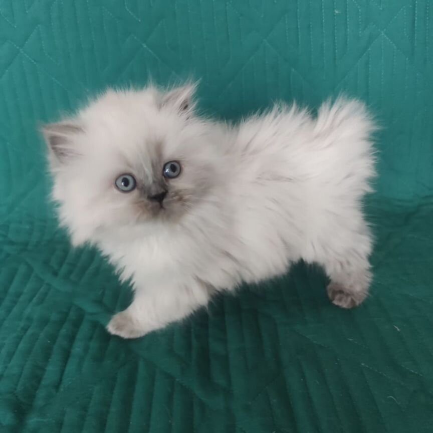 Шотландские котята