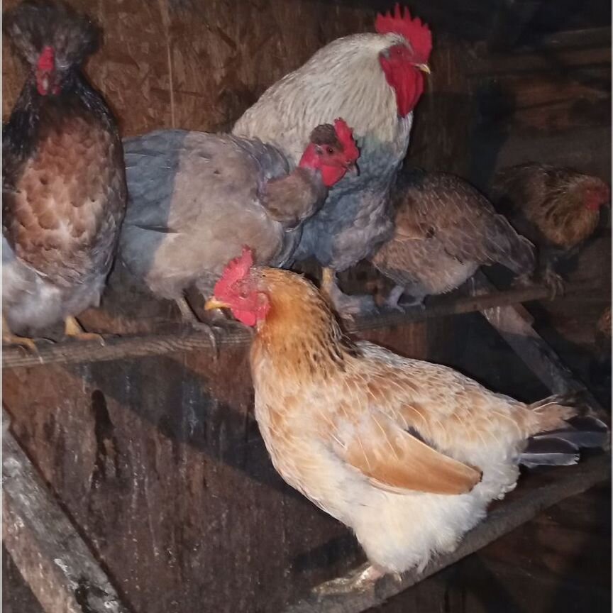 Куры несушки